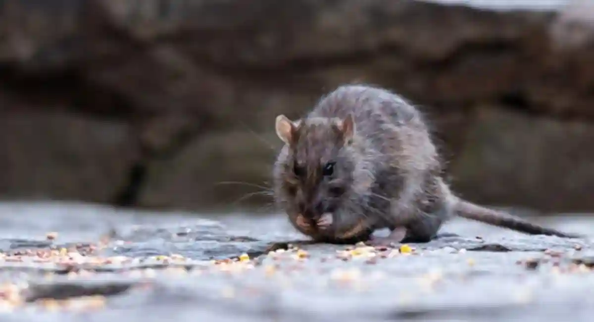 Did You Know Rats Attack Humans Why And How To Prevent did-you-know-rats-attack-humans-why-and-how-to-prevent